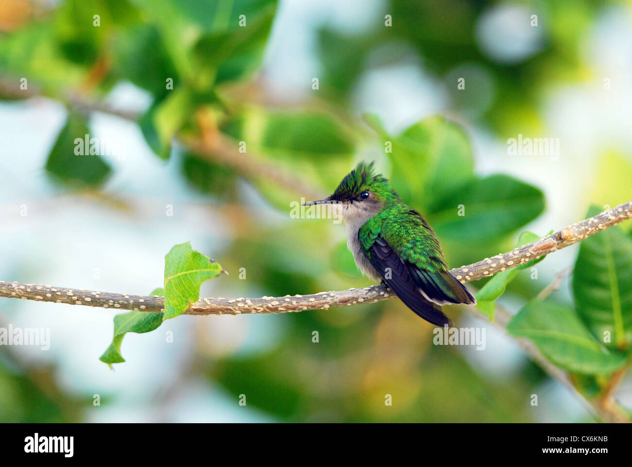Antigua hummingbird hi-res stock photography and images - Alamy