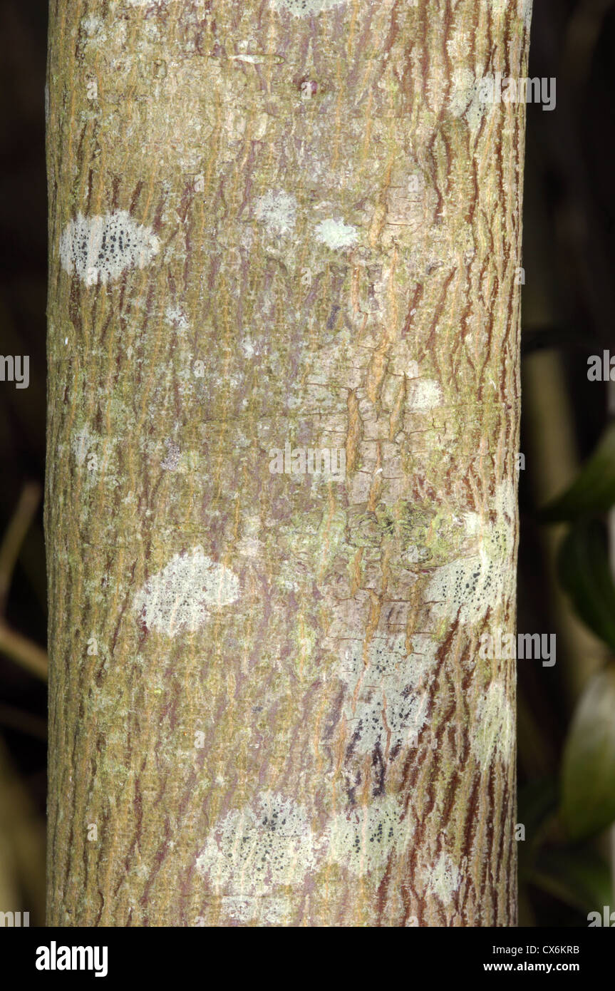 Dogwood Cornus sanguinea Cornaceae Stock Photo - Alamy