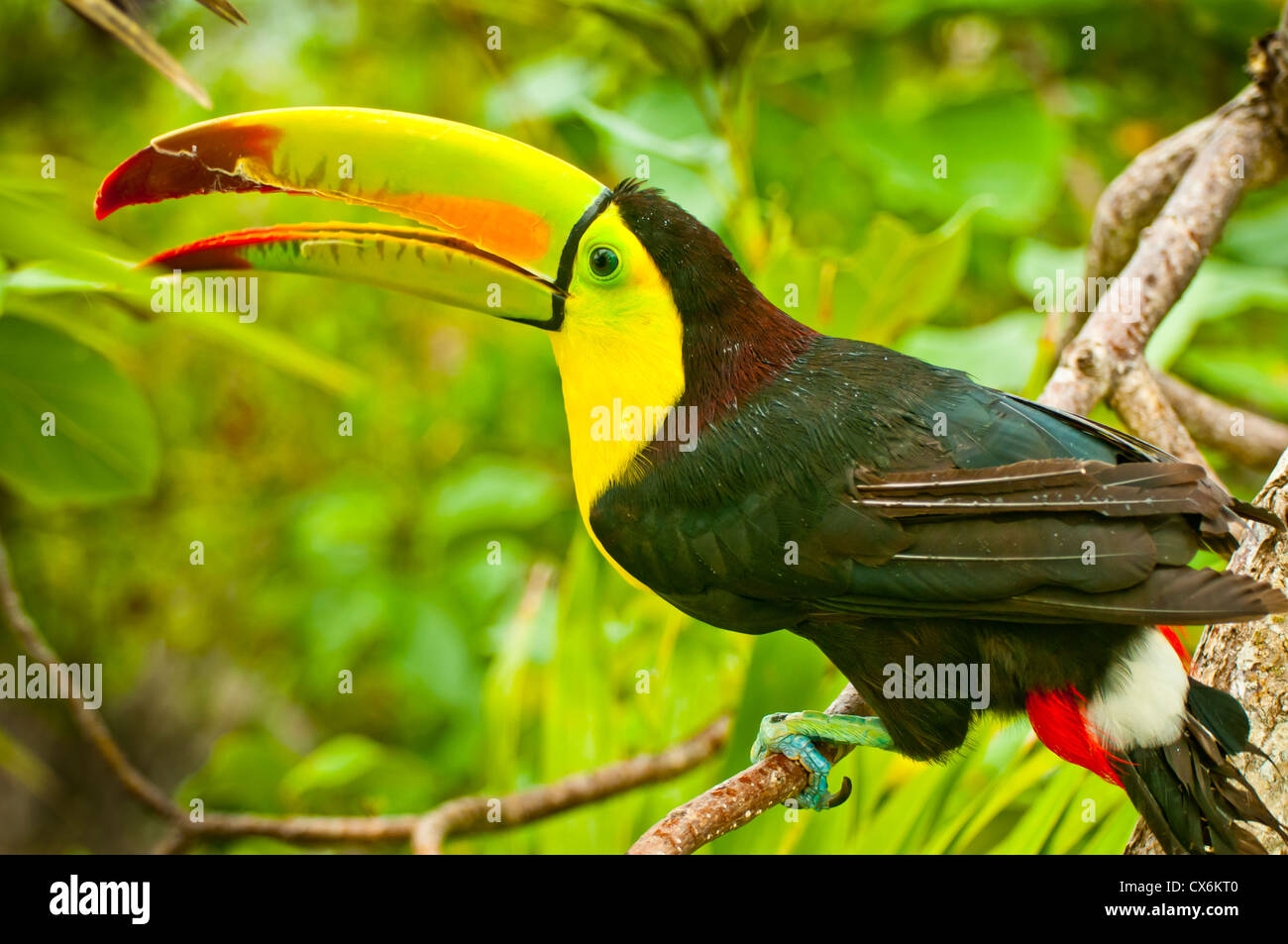 Colorful Keel -billed Toucan perched on a tree limb in the rain forest ...