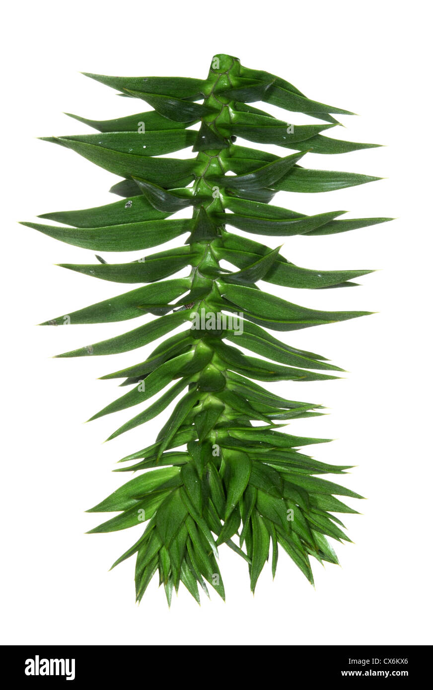 Monkey-puzzle (Chile Pine) Araucaria araucana (Araucariaceae Stock ...