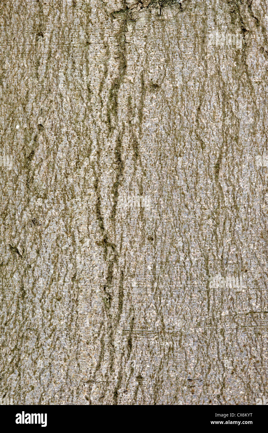 Beech Fagus sylvatica Fagaceae Stock Photo - Alamy