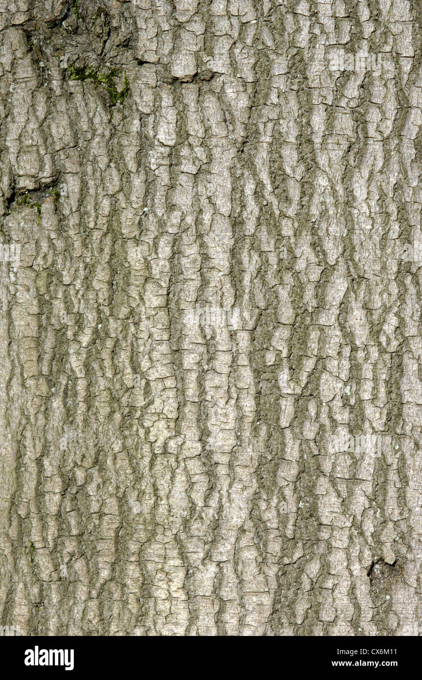 Beech Fagus sylvatica Fagaceae Stock Photo - Alamy