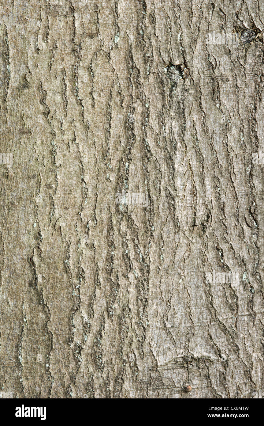 Fagus fagaceae hi-res stock photography and images - Alamy