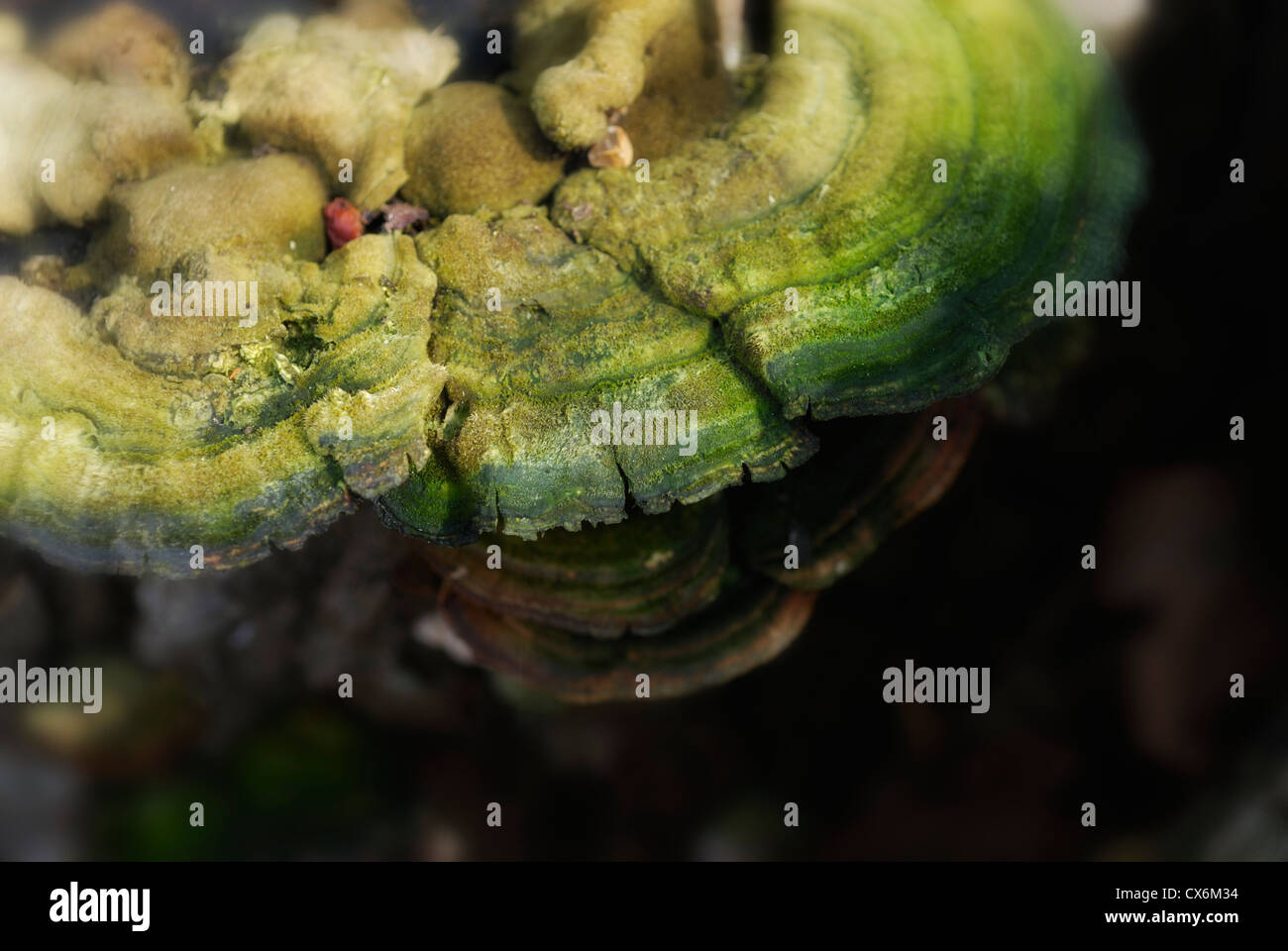 Fungi patterns hi-res stock photography and images - Alamy