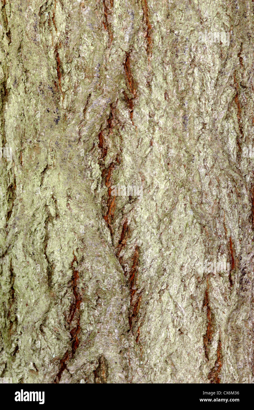 Common Whitebeam Sorbus aria Rosaceae Stock Photo - Alamy