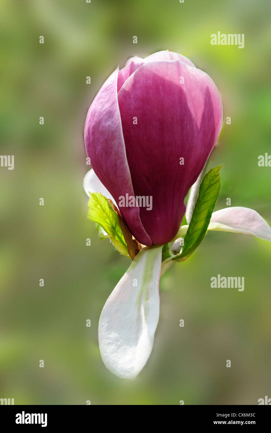 Magnolia road hi-res stock photography and images - Alamy