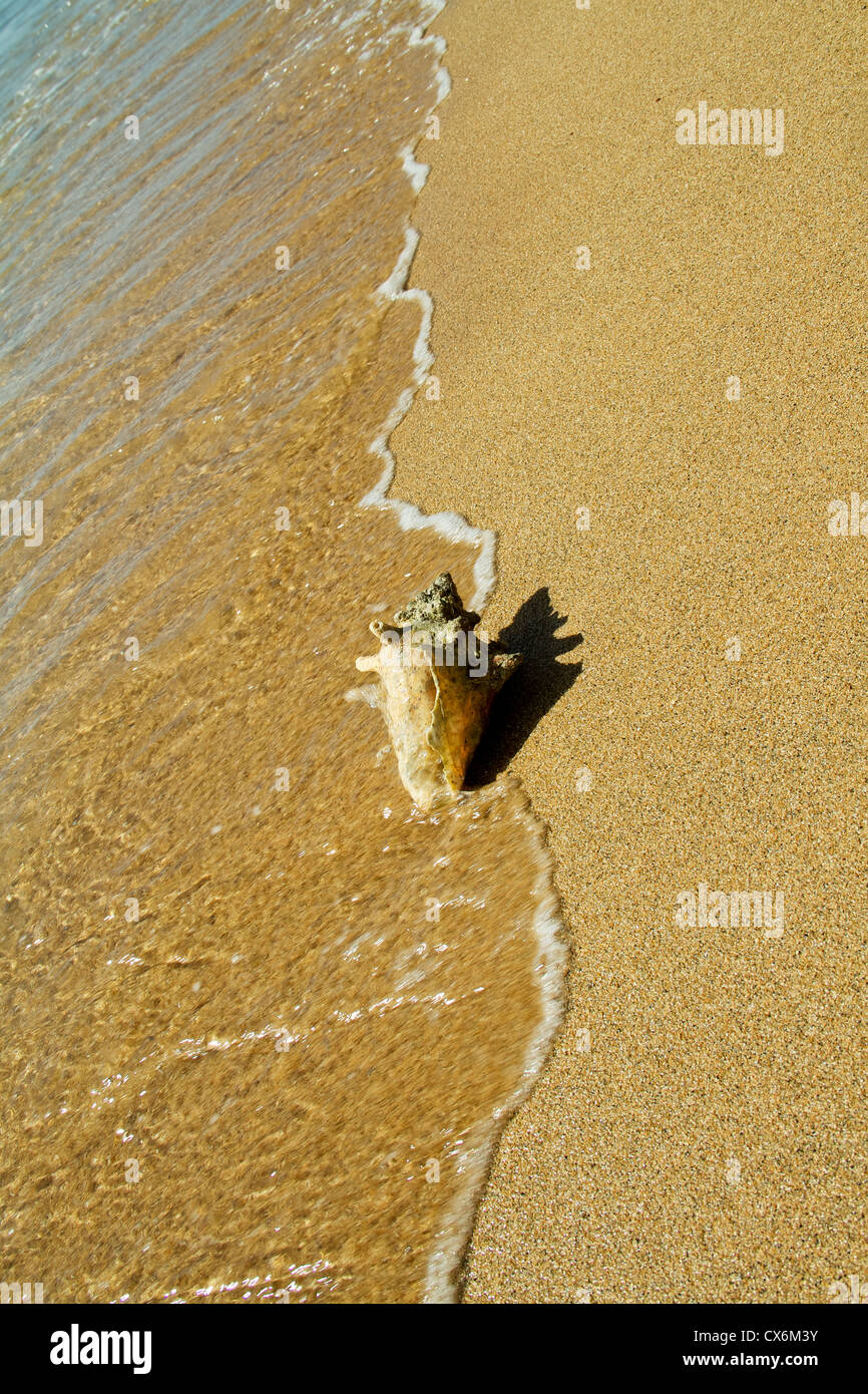 Shell on the beach on the waterline Stock Photo - Alamy