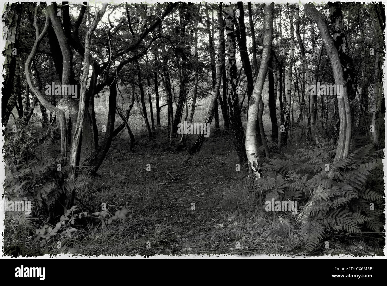 Pamber forest hi-res stock photography and images - Alamy