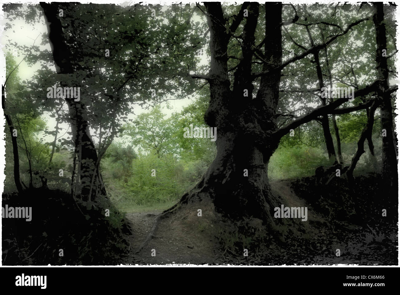 Pamber forest hi-res stock photography and images - Alamy