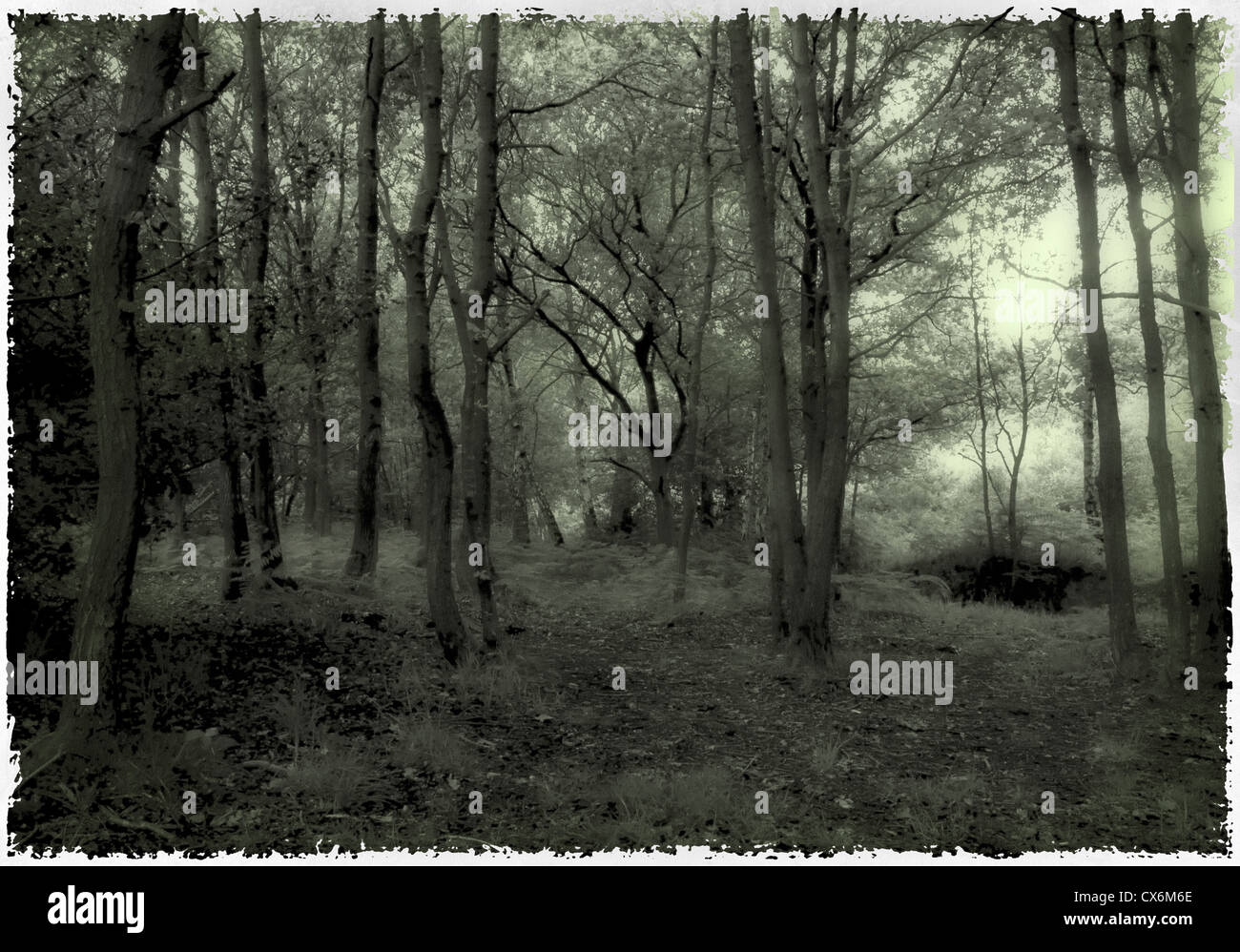 Pamber Forest, Hampshire Stock Photo - Alamy