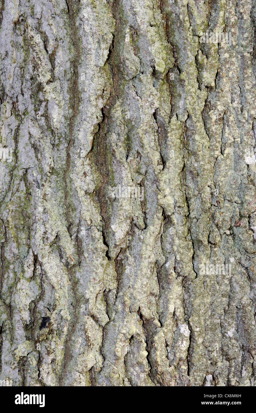 Ash Fraxinus excelsior Oleaceae Stock Photo - Alamy