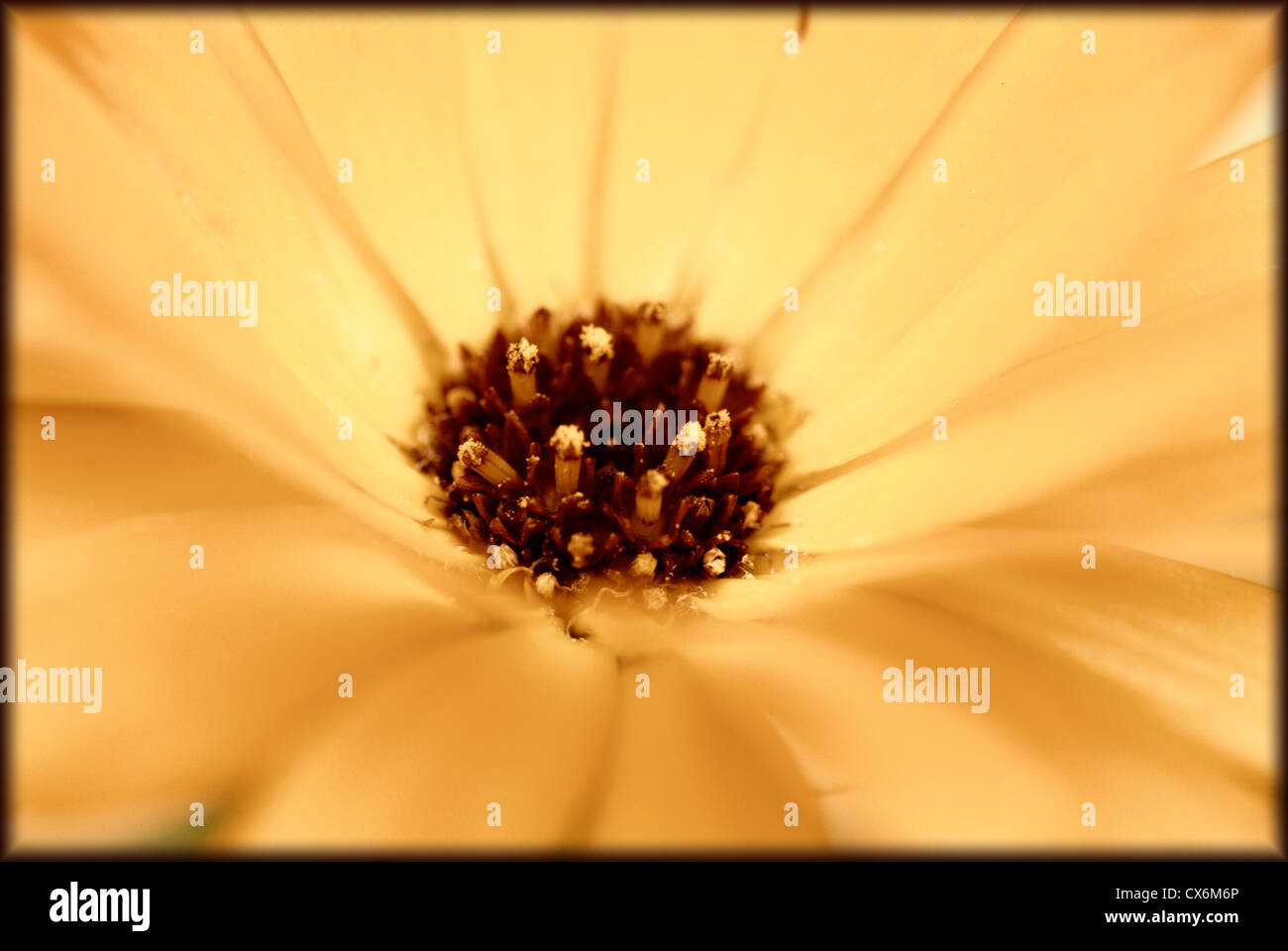 Close-up of flower Stock Photo - Alamy