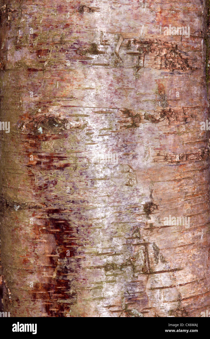Closeup bark silver birch hi-res stock photography and images - Alamy