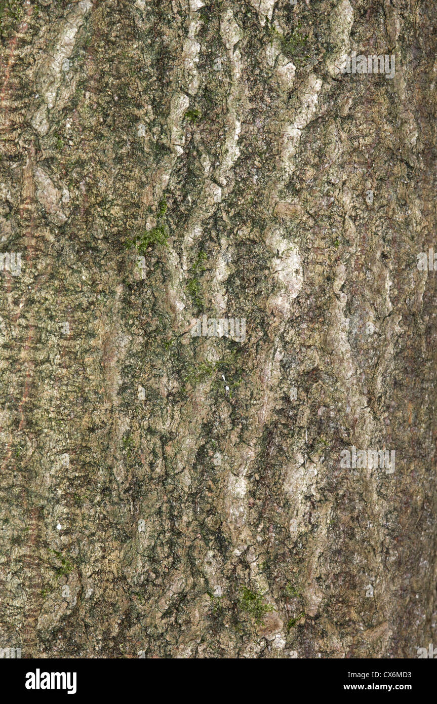 Aspen Populus tremulus Salicaceae Stock Photo - Alamy