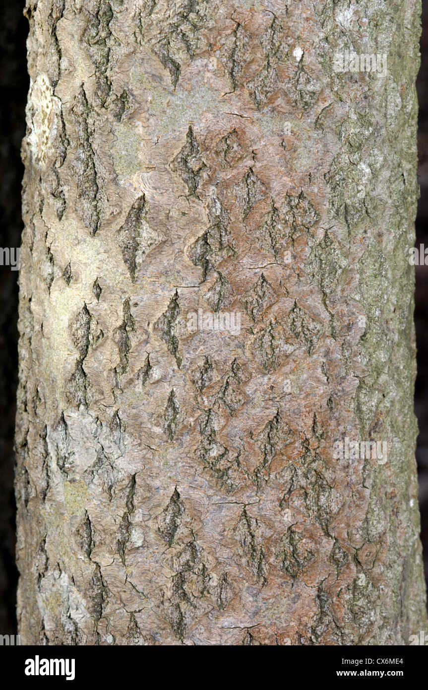 Aspen Populus tremulus Salicaceae Stock Photo - Alamy