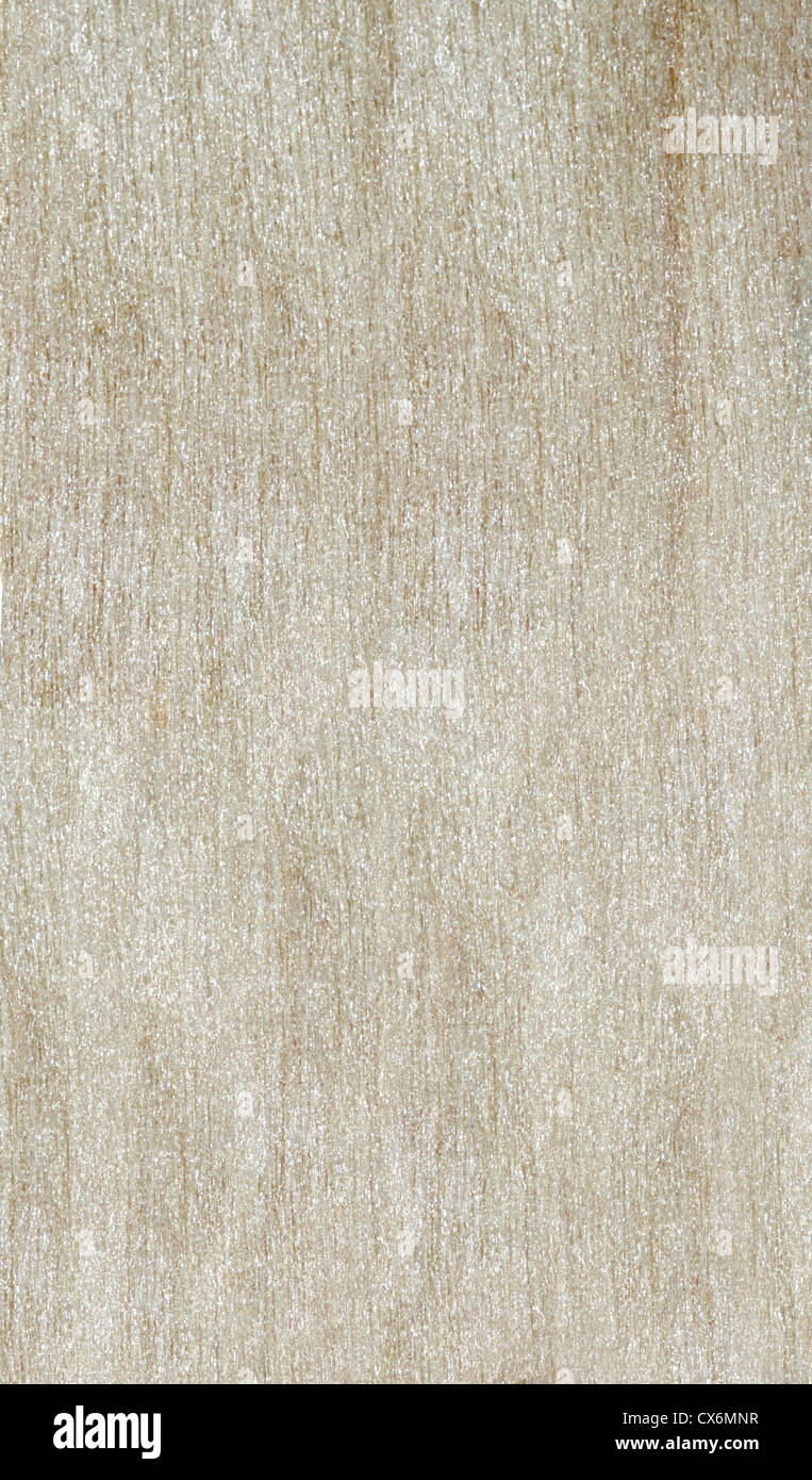 Aspen Populus tremulus Salicaceae Stock Photo - Alamy