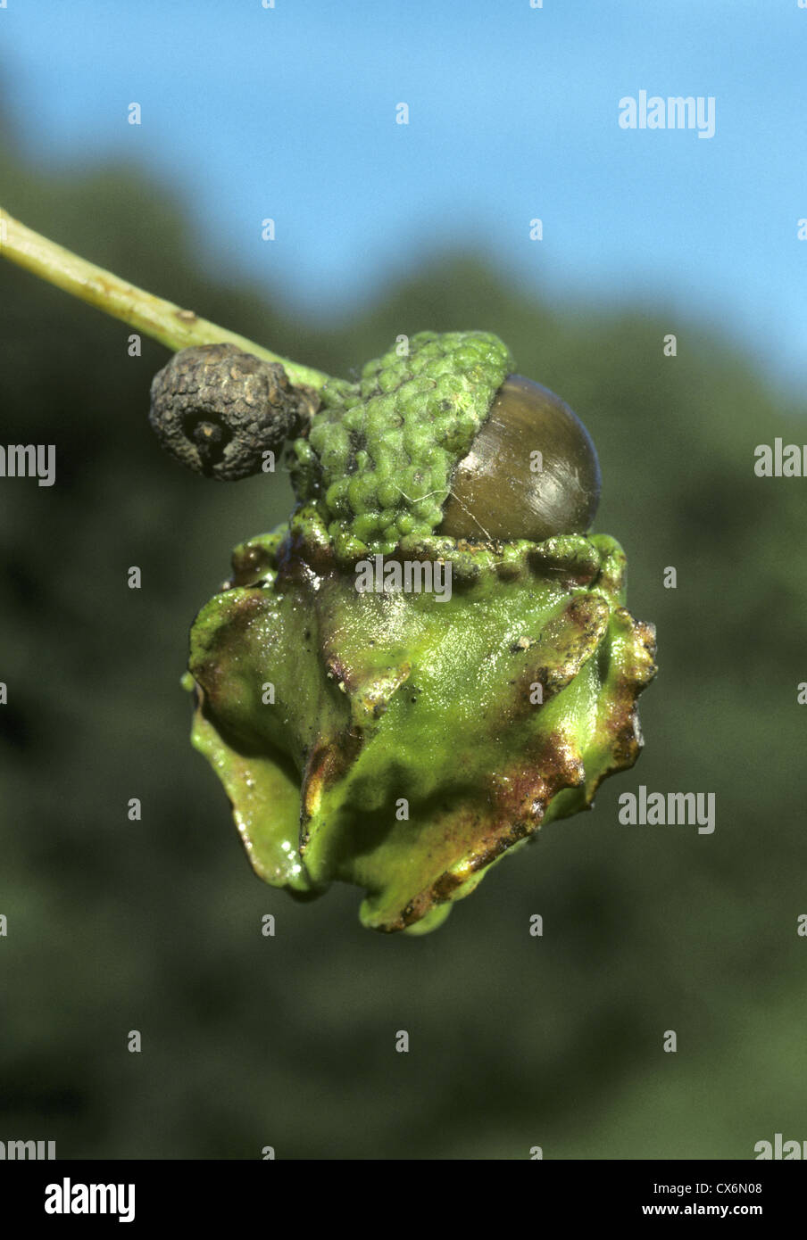 Knopper Gall on acorn of Pedunculate Oak Quercus robur, caused by tiny ...