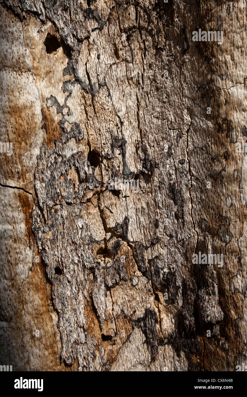 Rotten Oak tree trunk Stock Photo - Alamy
