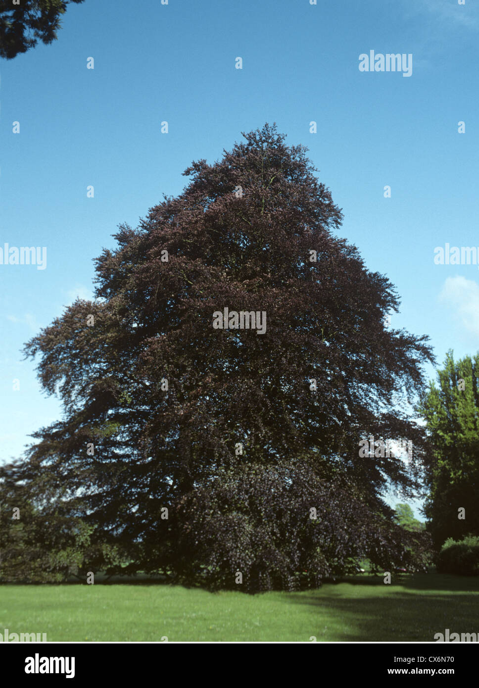 Copper Beech Fagus sylvatica ‘Purpurea’ Stock Photo - Alamy