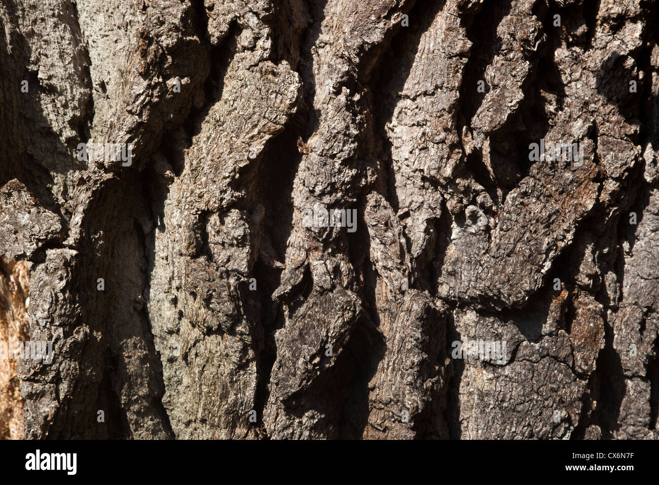 Oak and furrows hi-res stock photography and images - Alamy