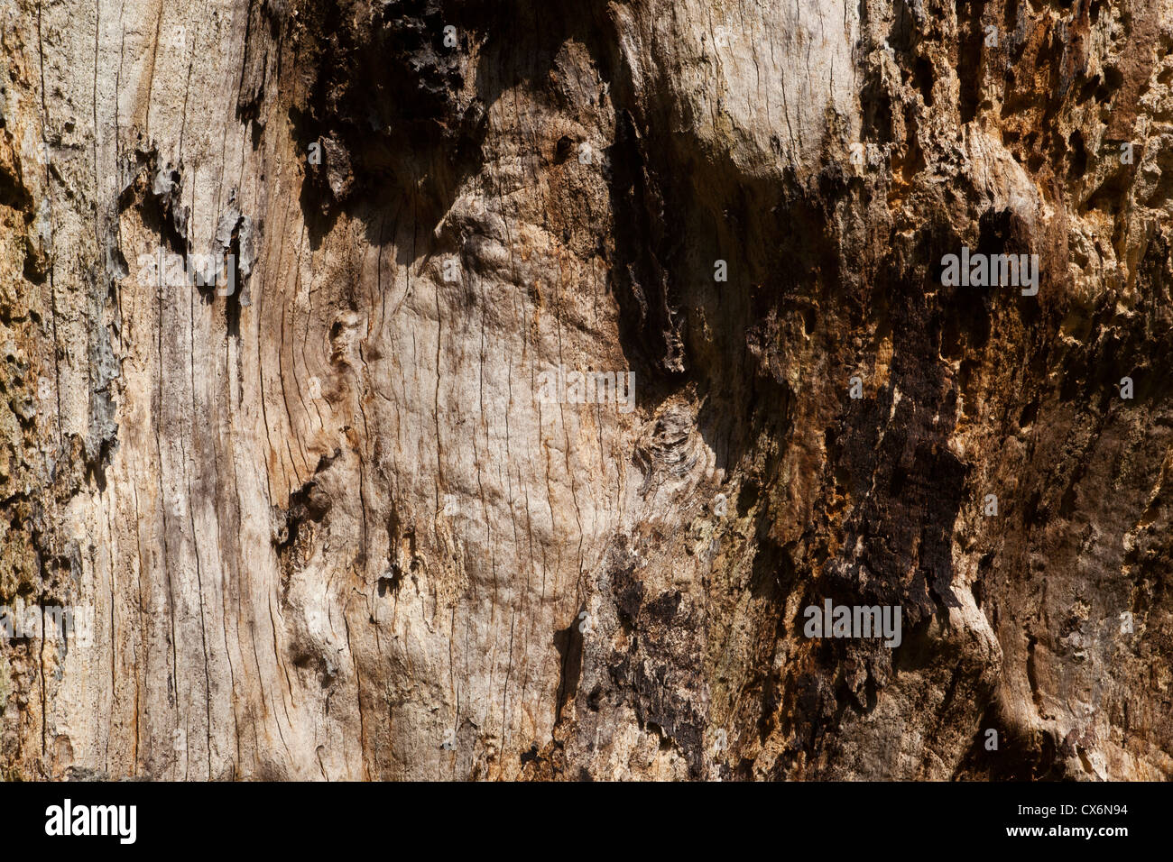 Surface rotten wood holes hi-res stock photography and images - Alamy