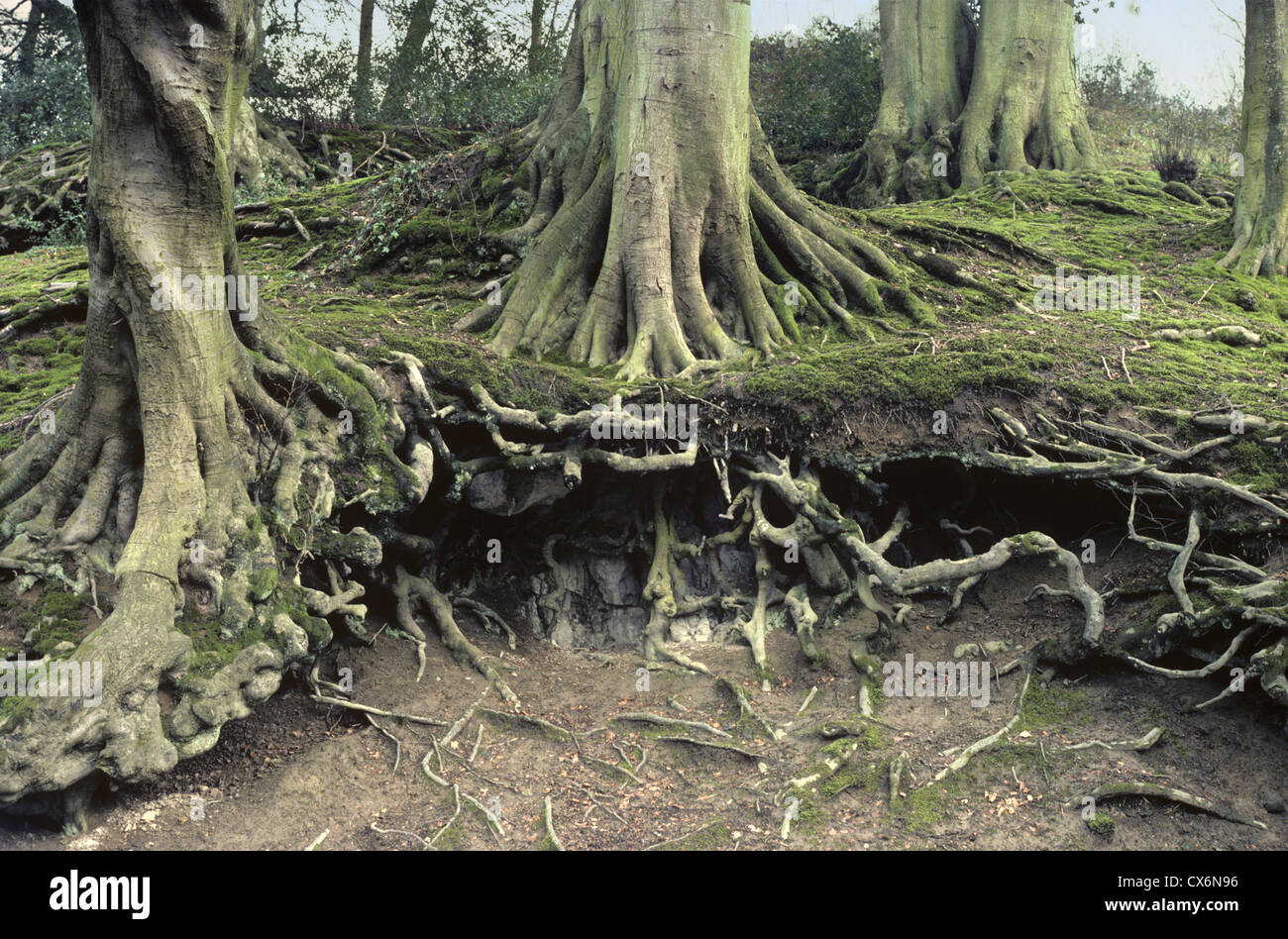 Exposed beech tree roots hi-res stock photography and images - Alamy