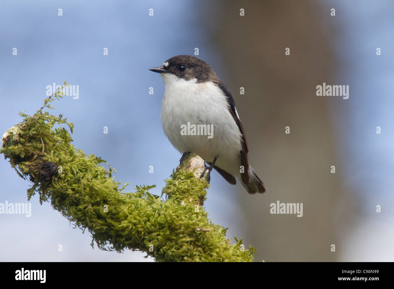 Pied flycatcher hi-res stock photography and images - Alamy
