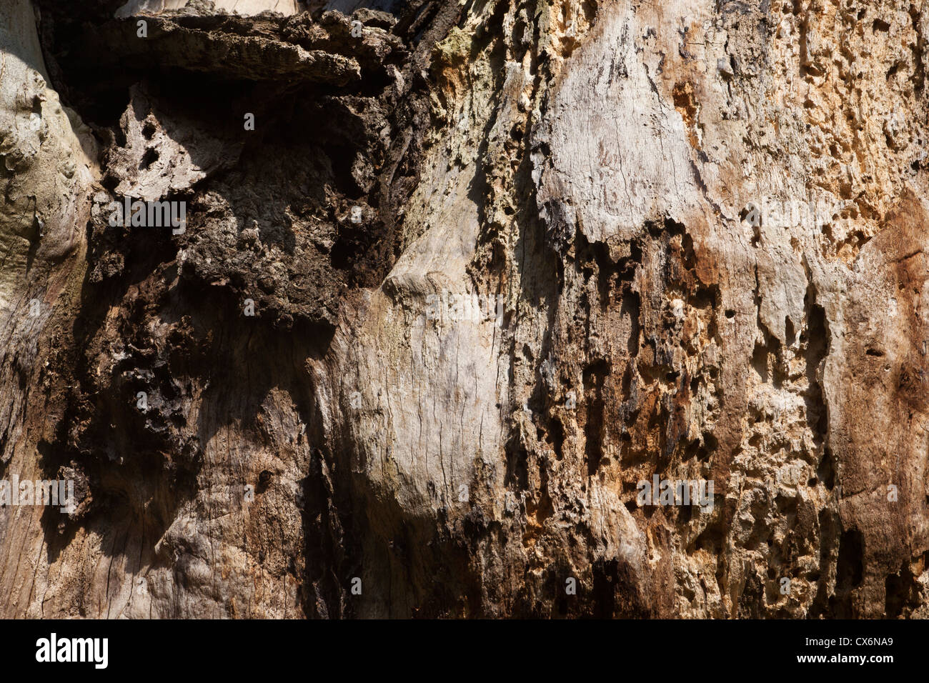 Rotten Oak tree trunk Stock Photo - Alamy