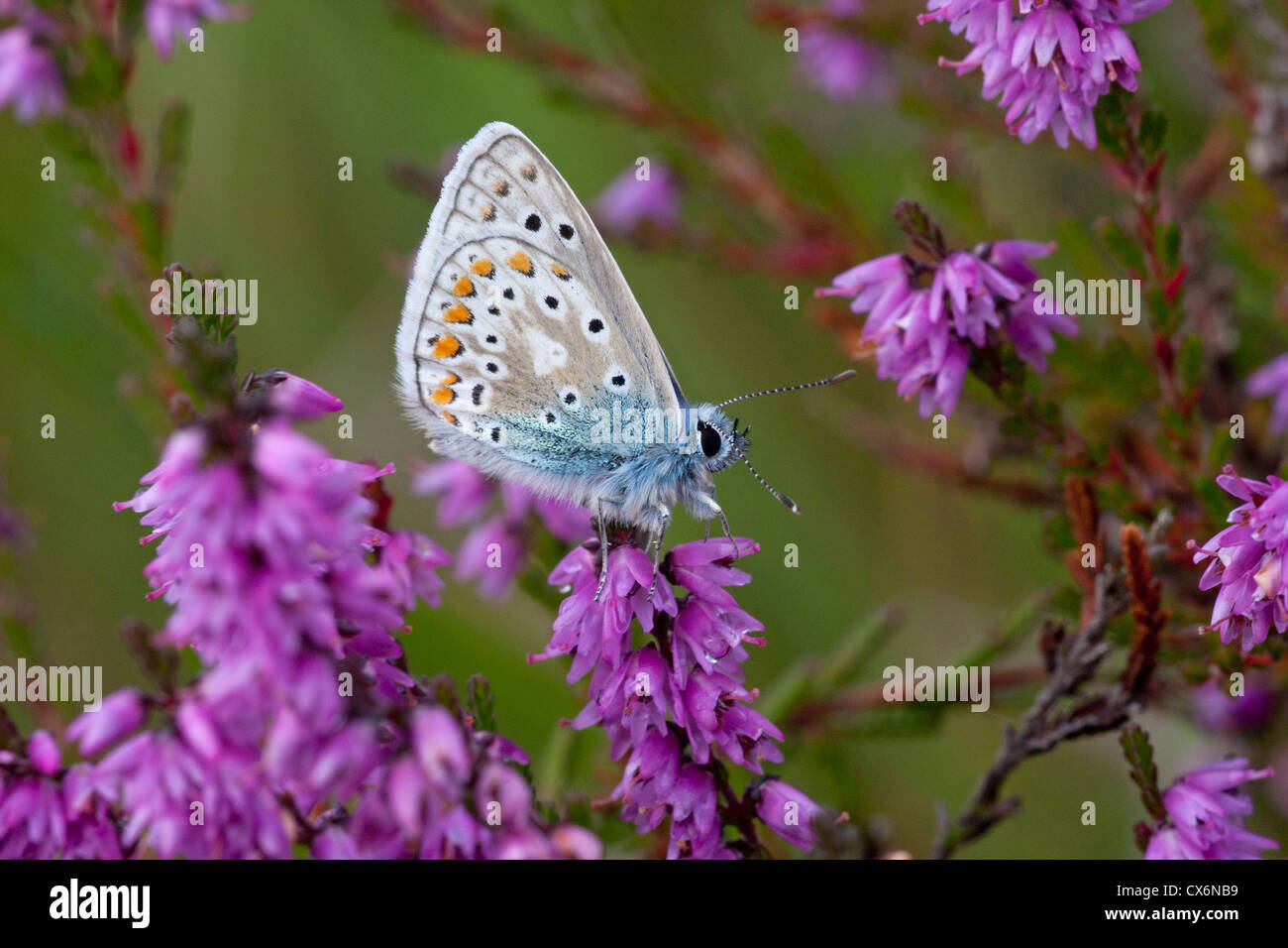 Common Blue Butterfly Stock Photo - Alamy