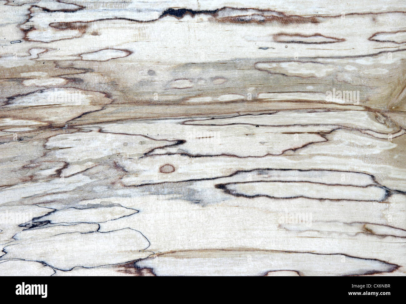 Silver birch wood hi-res stock photography and images - Alamy