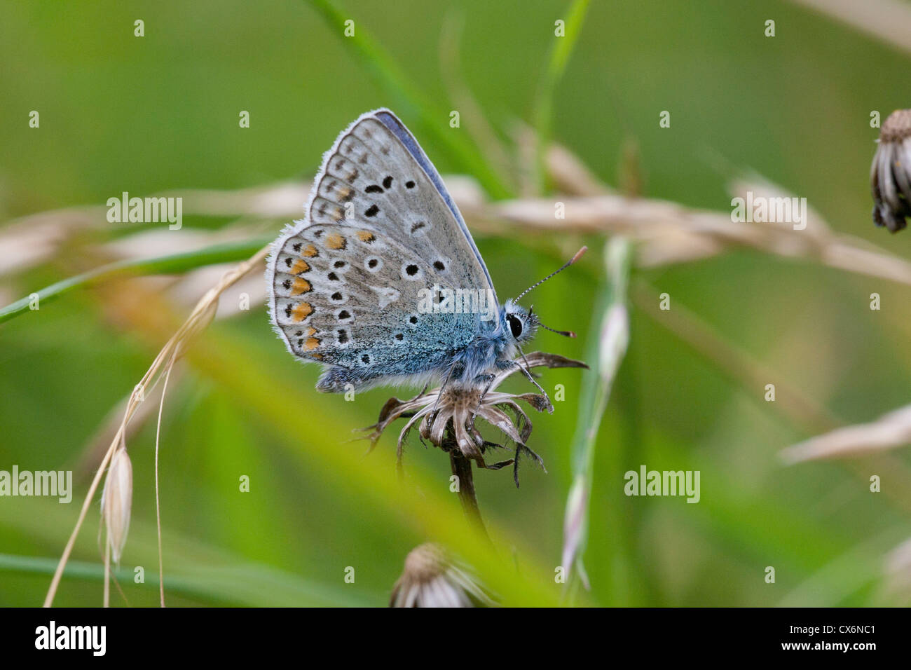 Common Blue Butterfly Stock Photo - Alamy