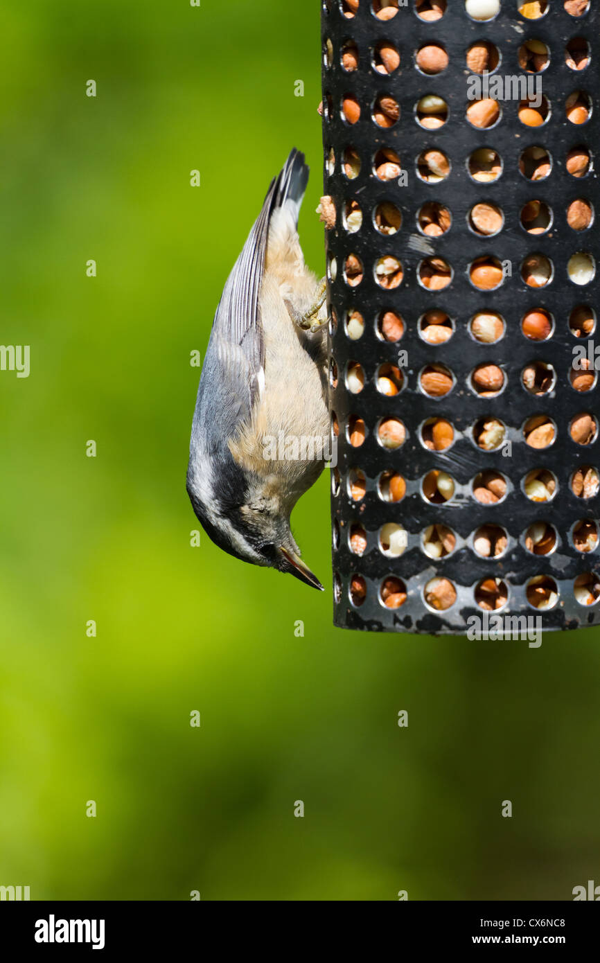 Nuthatch bird feeder hi-res stock photography and images - Alamy