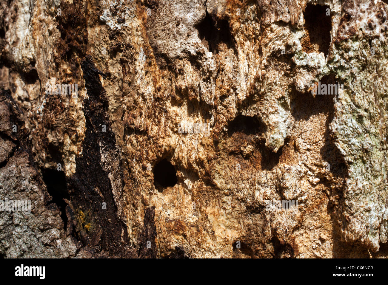 Rotten Oak tree trunk Stock Photo - Alamy