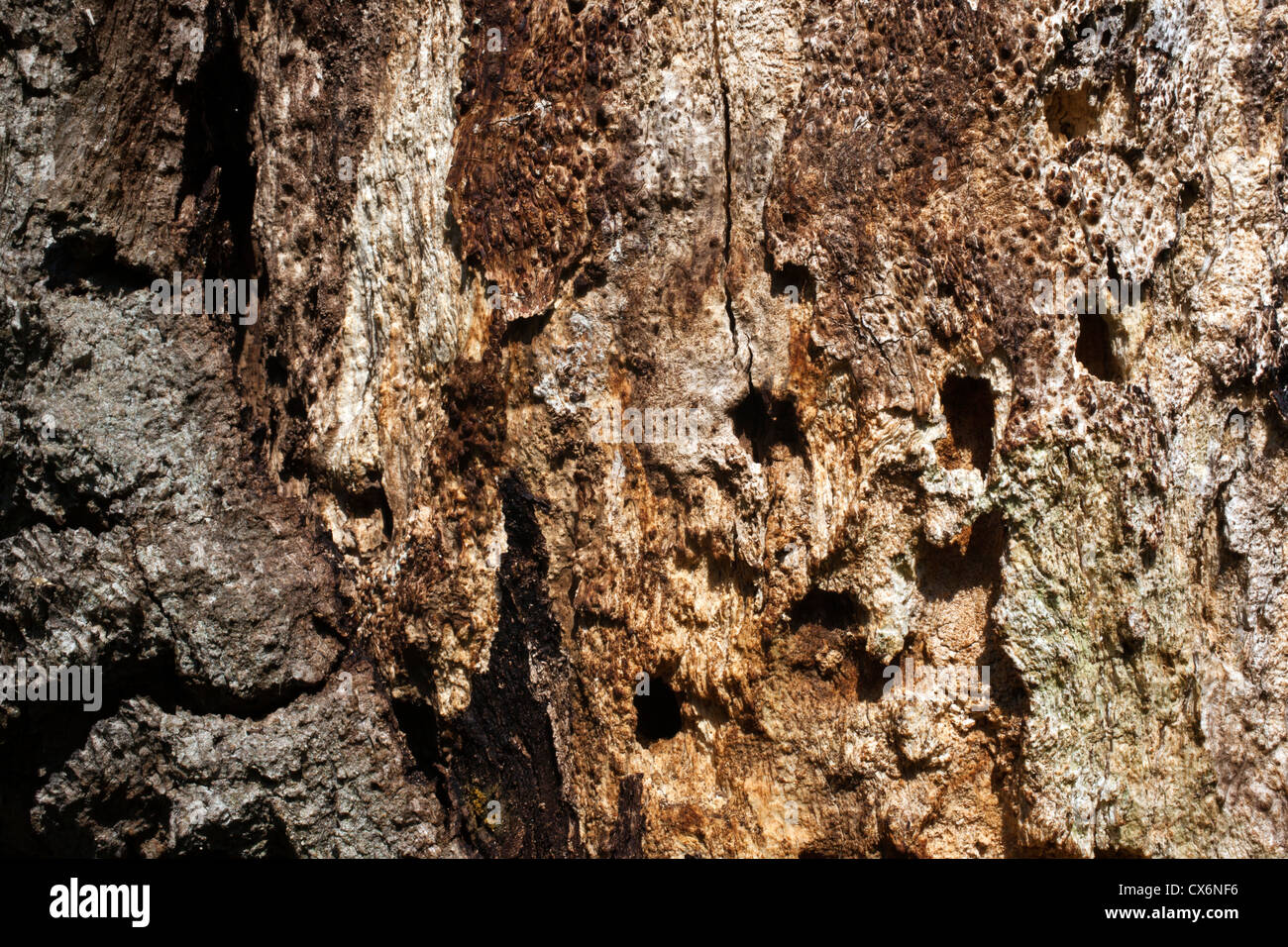 Rotten Oak tree trunk Stock Photo - Alamy