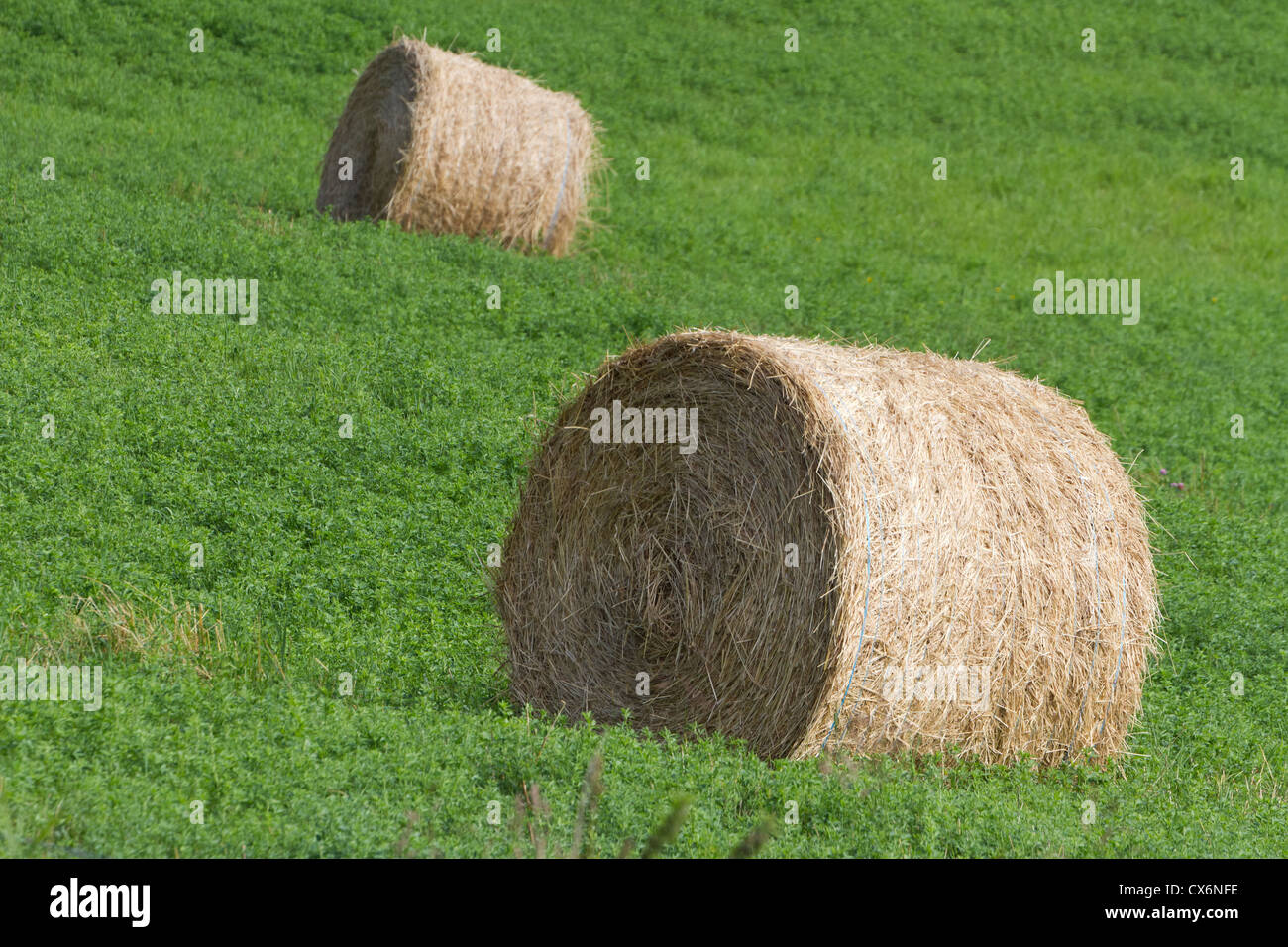 Hay Bale and green grass Stock Photo - Alamy