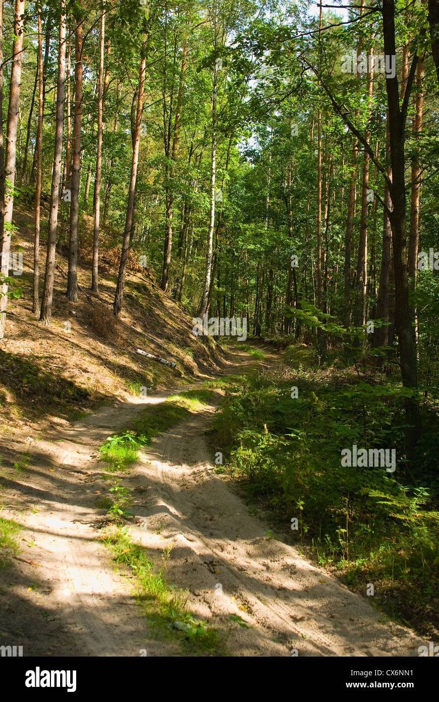 Road in forest Stock Photo - Alamy