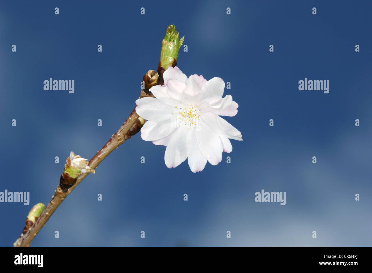 Winter Cherry Prunus x subhirtella ‘Autumnalis’ Stock Photo - Alamy