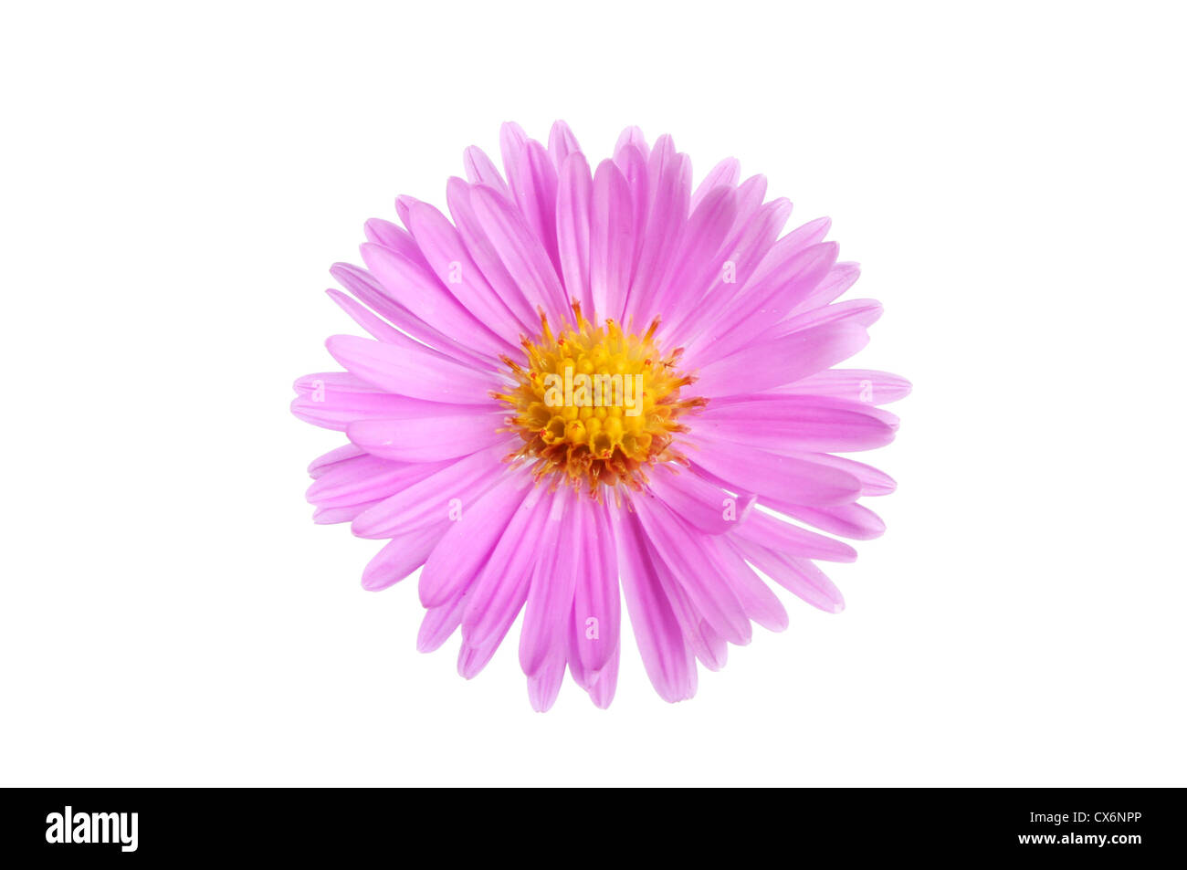 Closeup of a single aster, Michaelmas, daisy isolated against white ...