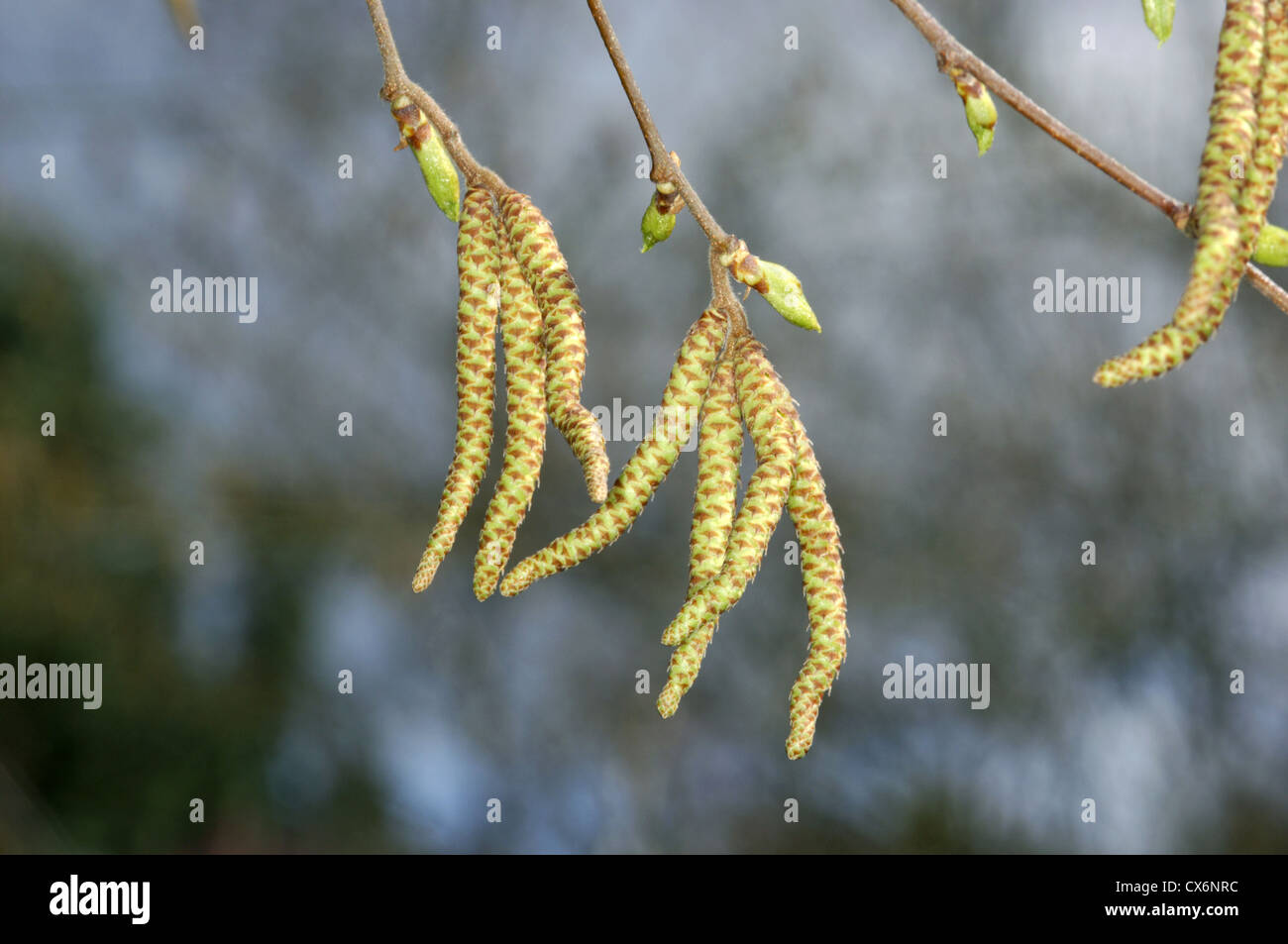 Ostrya tree hi-res stock photography and images - Alamy