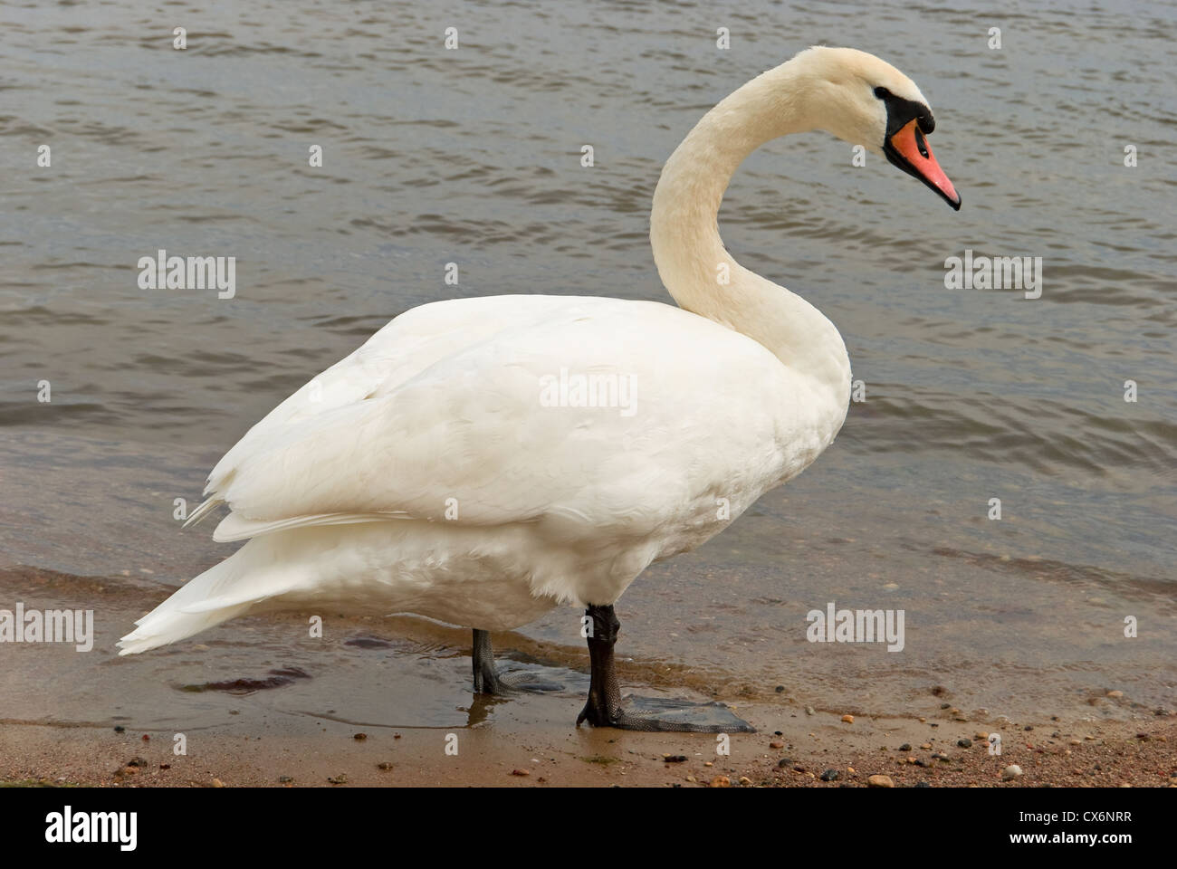 White alone bird hi-res stock photography and images - Alamy