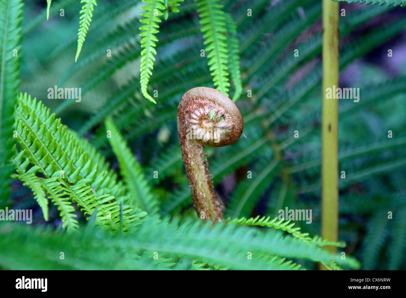 Fern unrolling hi-res stock photography and images - Alamy