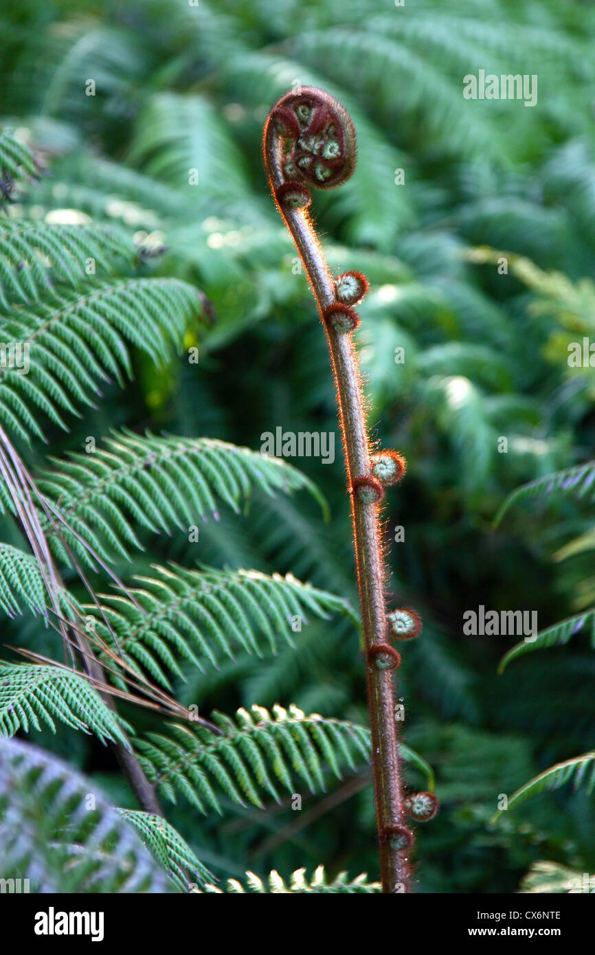 Fern unrolling hi-res stock photography and images - Alamy