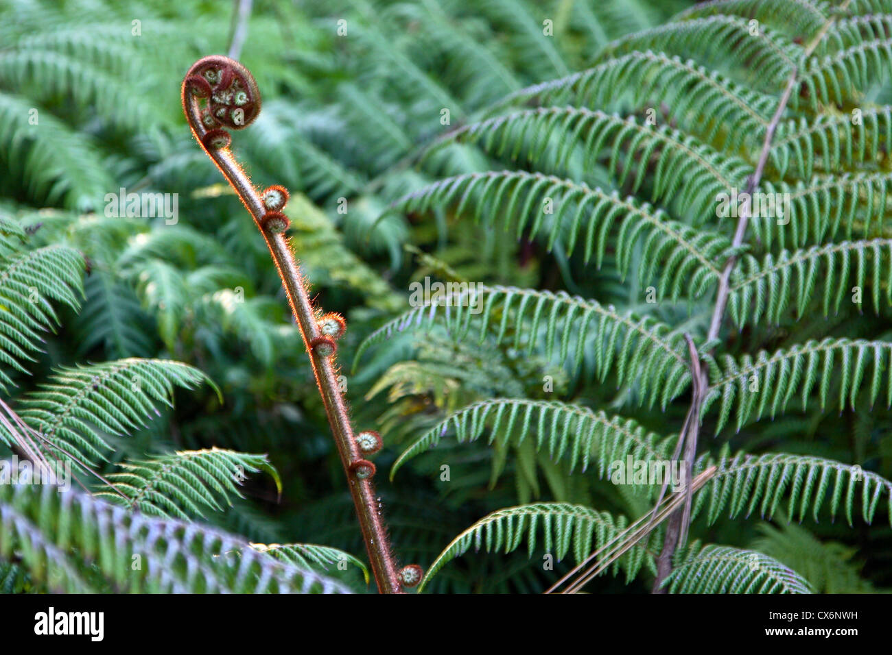 Fern unrolling a frond Stock Photo - Alamy