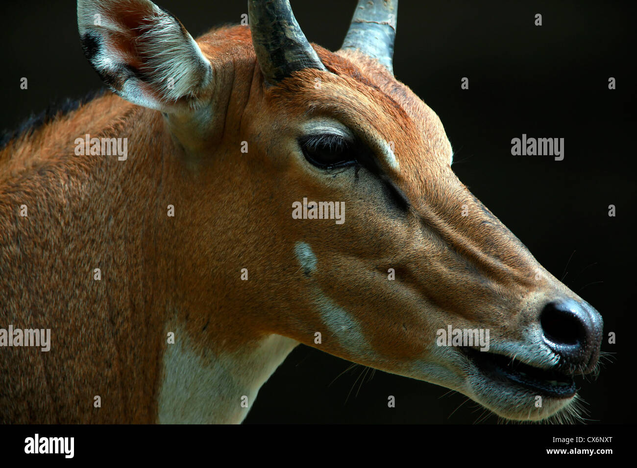 Nilgai or Antelopes Stock Photo - Alamy