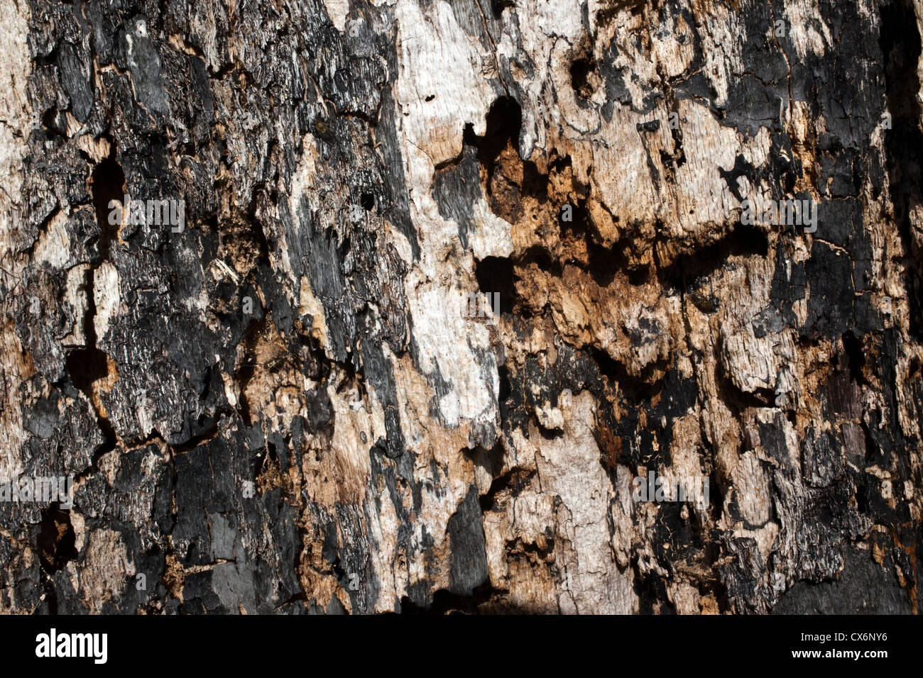 Rotten Oak tree trunk Stock Photo - Alamy