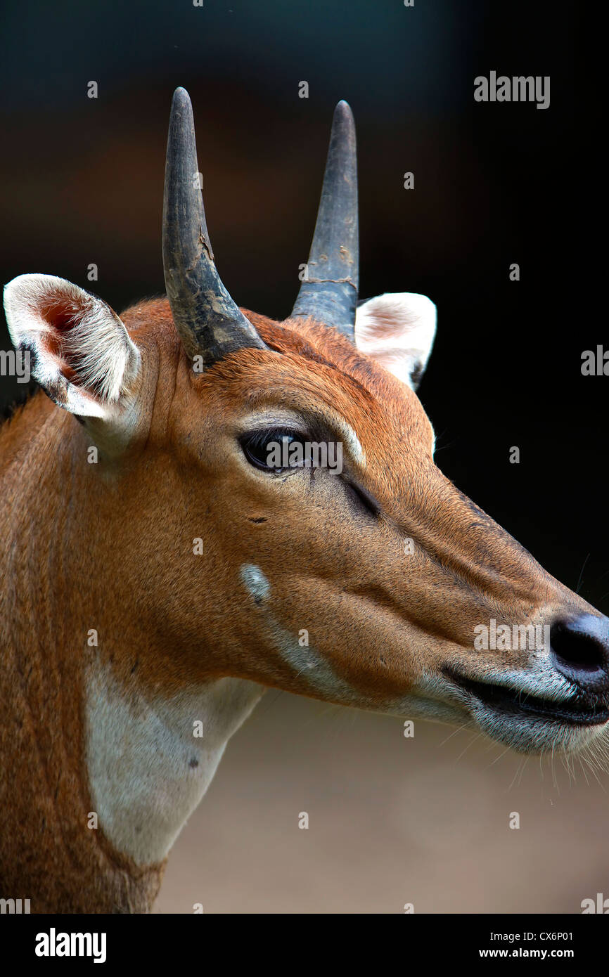 Nilgai or Antelopes Stock Photo - Alamy