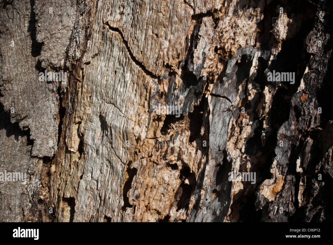 Rotten Oak tree trunk Stock Photo - Alamy