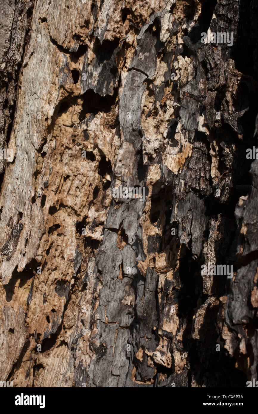 Rotten Oak tree trunk Stock Photo - Alamy