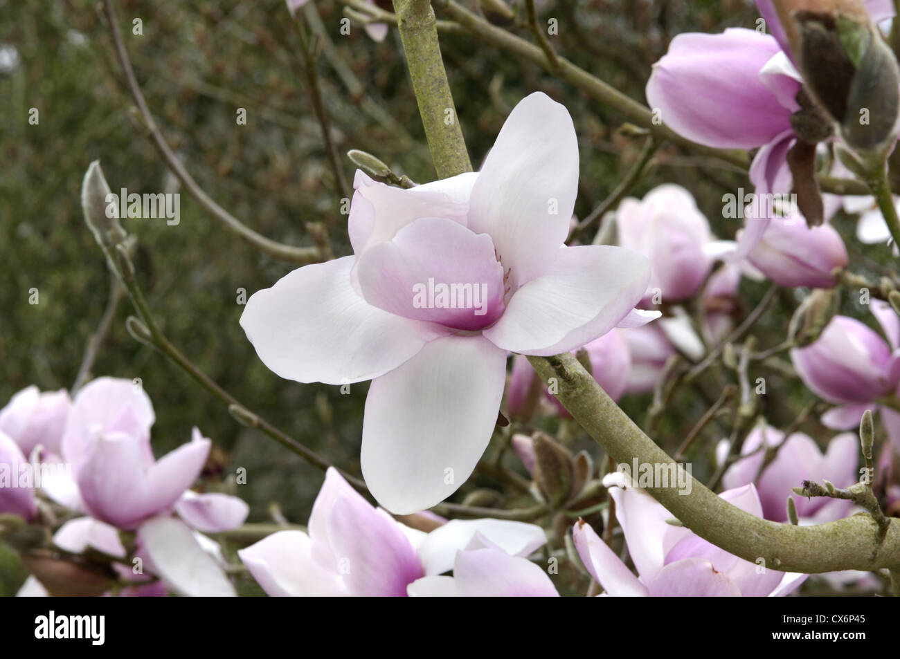 Iolanthe hi-res stock photography and images - Alamy