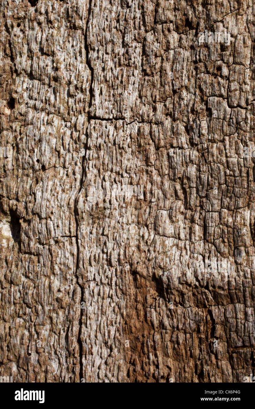 Rotten Oak tree trunk Stock Photo - Alamy